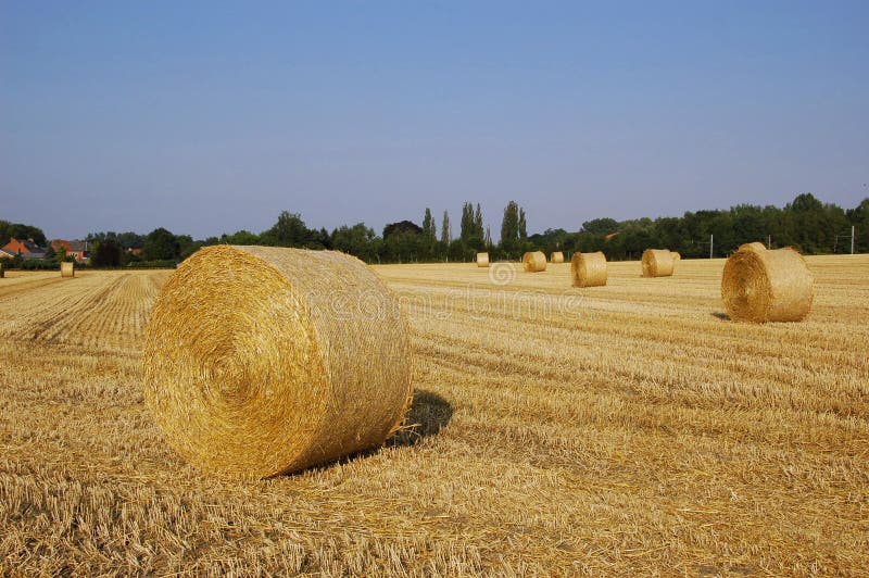 Bundles of straw stock photo. Image of straw, farm, farming - 1113354