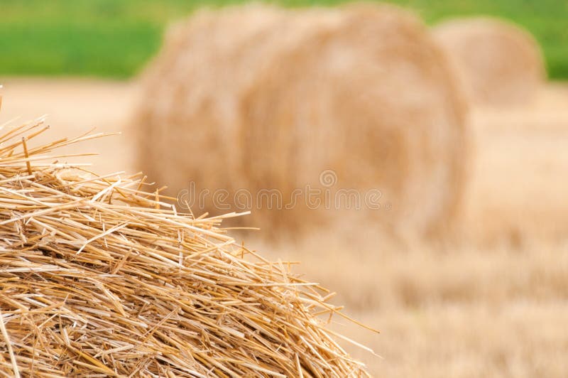 Bundles of Straw on the Field after Harvest Stock Image - Image of ...