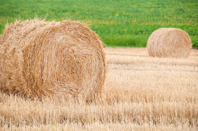 Bundles Of Straw On The Field After Harvest Stock Photo - Image of ...