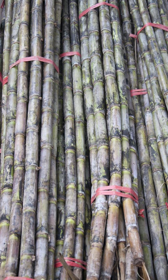 Bundles of Fresh Sugar Cane Stock Photo - Image of stick, green: 35087648