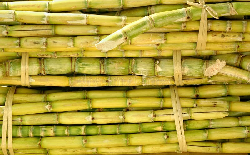 Bundles of sugar cane stock photo. Image of maltose, cane - 18794766