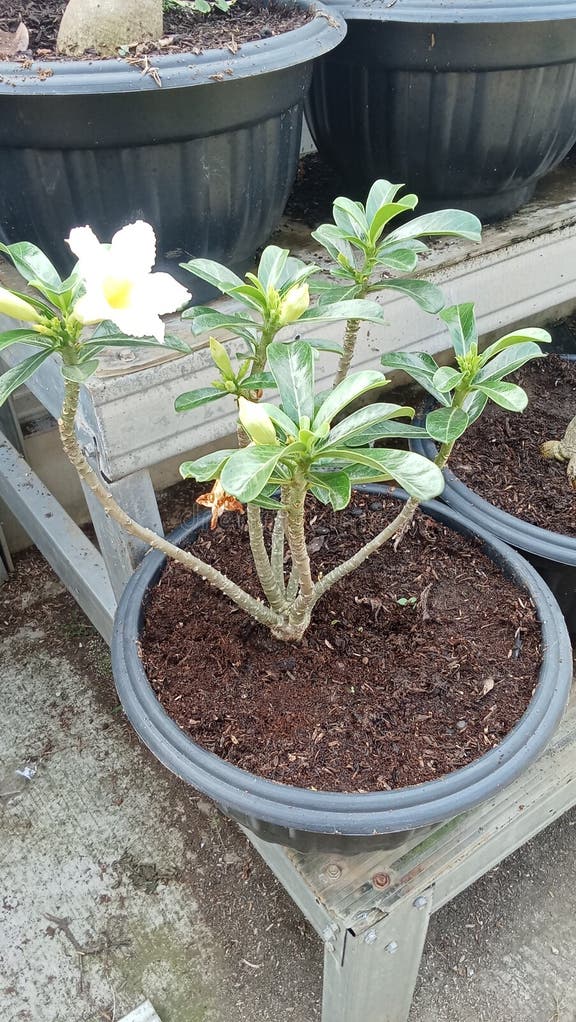 Beautiful White Adenium Flowers Stock Image - Image of adenium, white ...