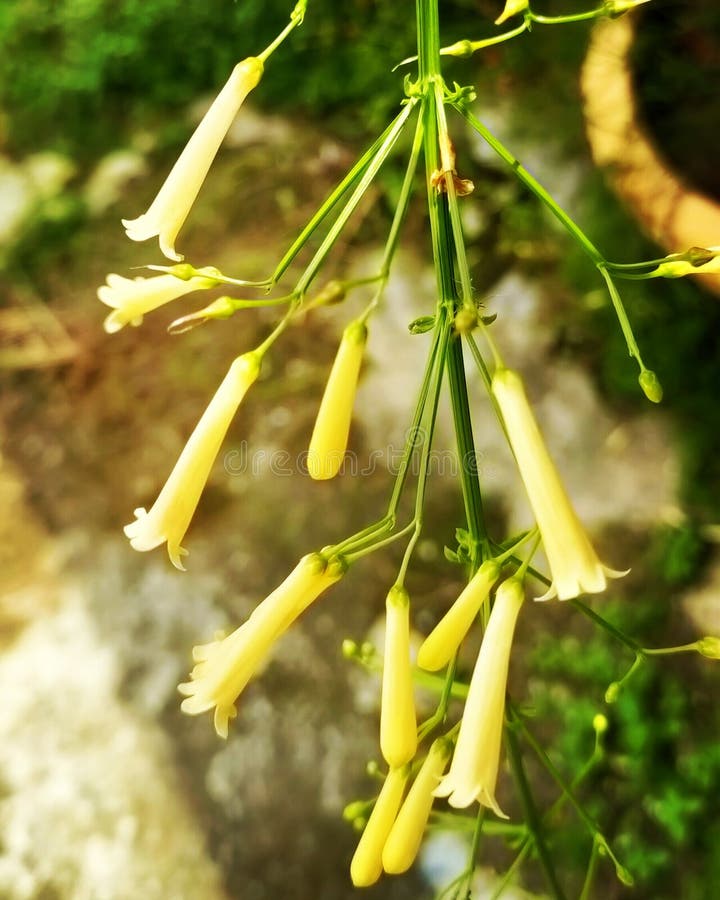 Bunga Air Mancur stock image. Image of yellow, leaf - 263297823