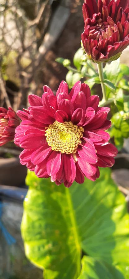 Bunga Ak Stock Photos - Free & Royalty-Free Stock Photos from Dreamstime