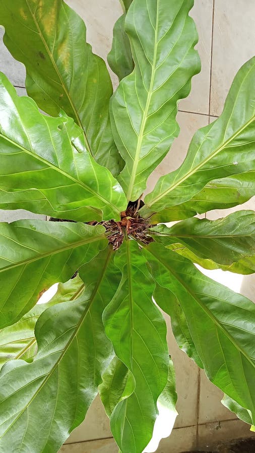 Bunga Alam Liar Yang Tumbuh Di Perumaham Stock Image - Image of flower ...