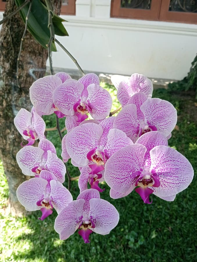 Bunga anggrek stock image. Image of violet, anggrek - 377362407