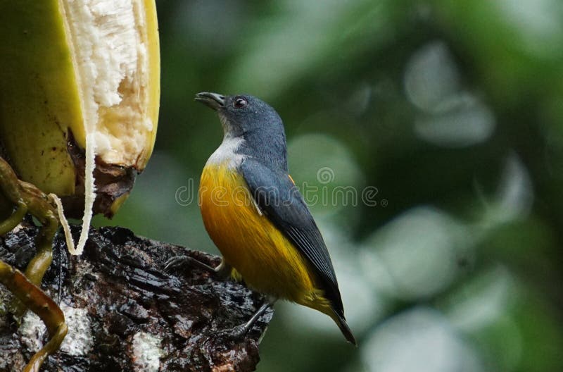 Bunga Api Isolated Stock Photos - Free & Royalty-Free Stock Photos from ...