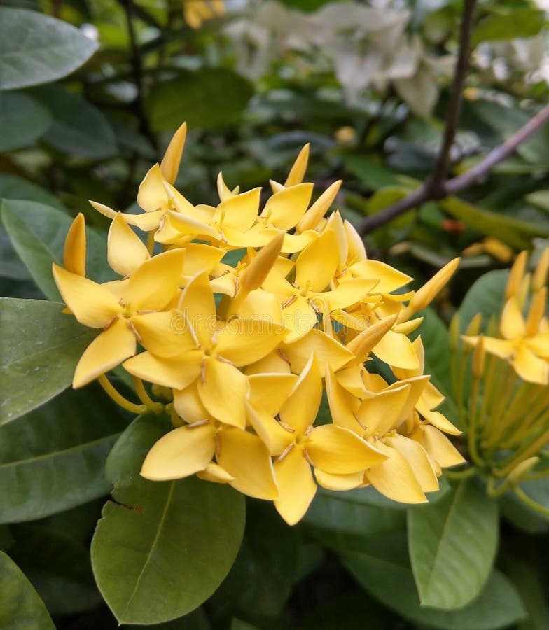 Beautiful Yellow, Ixora Coccinea Flower. Stock Photo - Image of flower ...