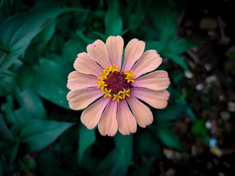 Bunga aster, Aster Flower stock image. Image of flower - 174575829