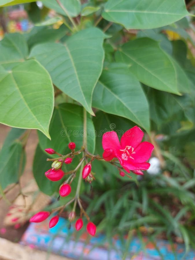 Bunga Batavia or Jatropha Integerrima or Peregrina or Spicy Jatropha ...