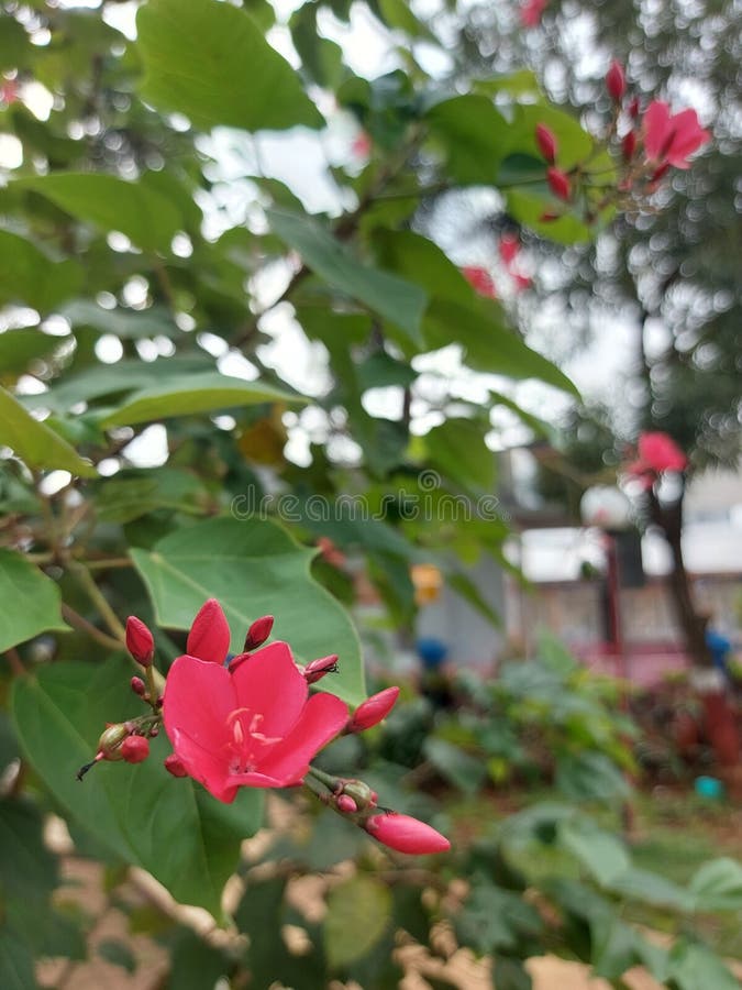Bunga Batavia or Jatropha Integerrima or Peregrina or Spicy Jatropha ...