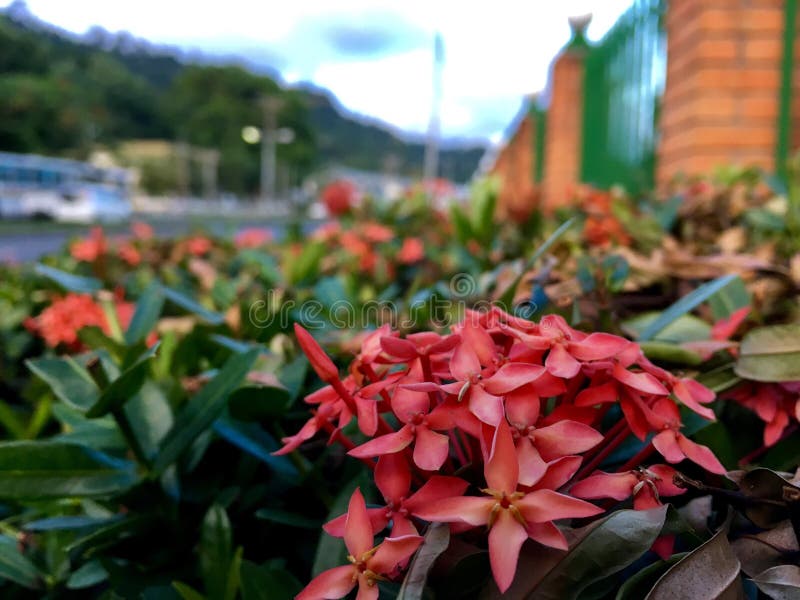 Red Flowers stock photo. Image of flowers, berwarna, merah - 99442914