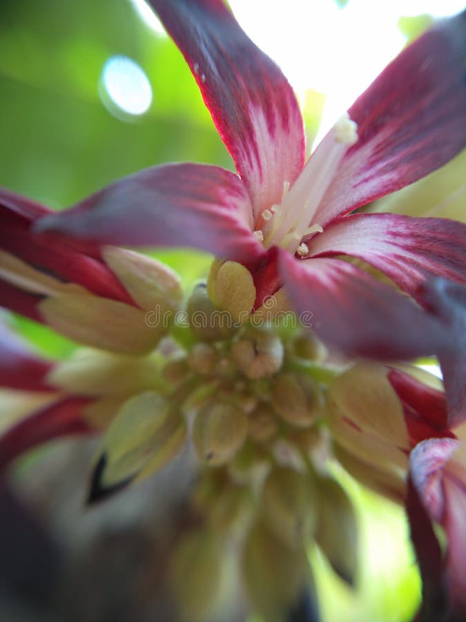 Bunga Blimbing wuluh stock image. Image of blimbing - 124526731