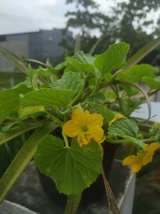 Bunga buah melon stock photo. Image of tanaman, bunga - 251465556