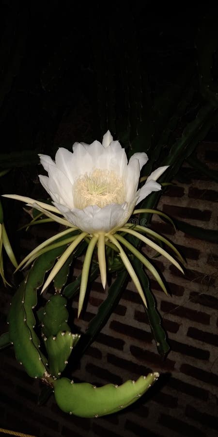 Bunga Buah Naga / Dragon Fruit Flower Stock Photo - Image of green ...
