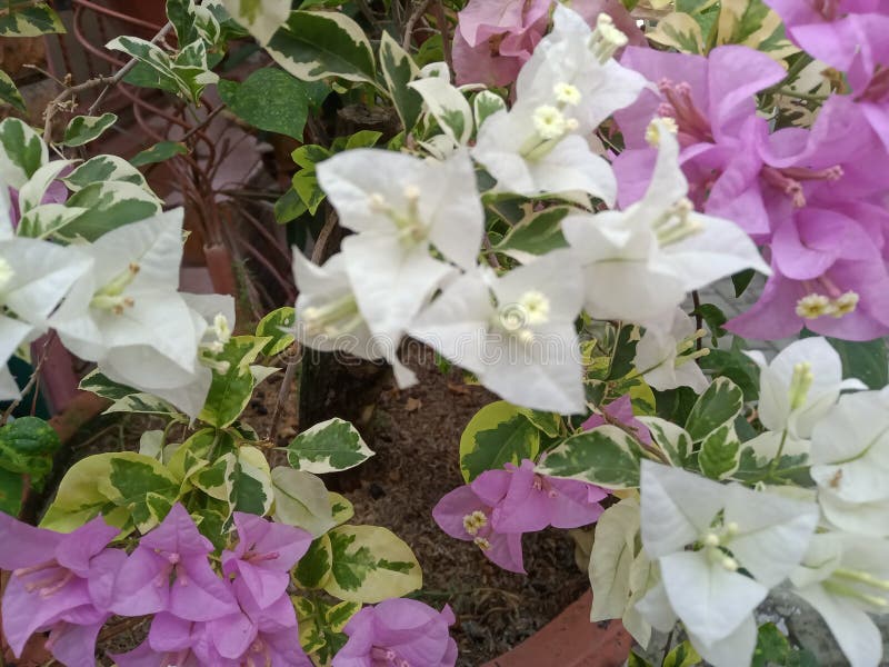 Bunga Bugenvil Ungu Dan Putih Latar Belakang Yang Indah Стоковое ...