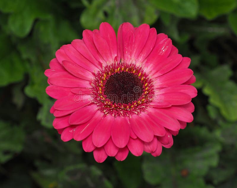 Bunga Cameron Highland stock photo. Image of merah, bunga - 219944872