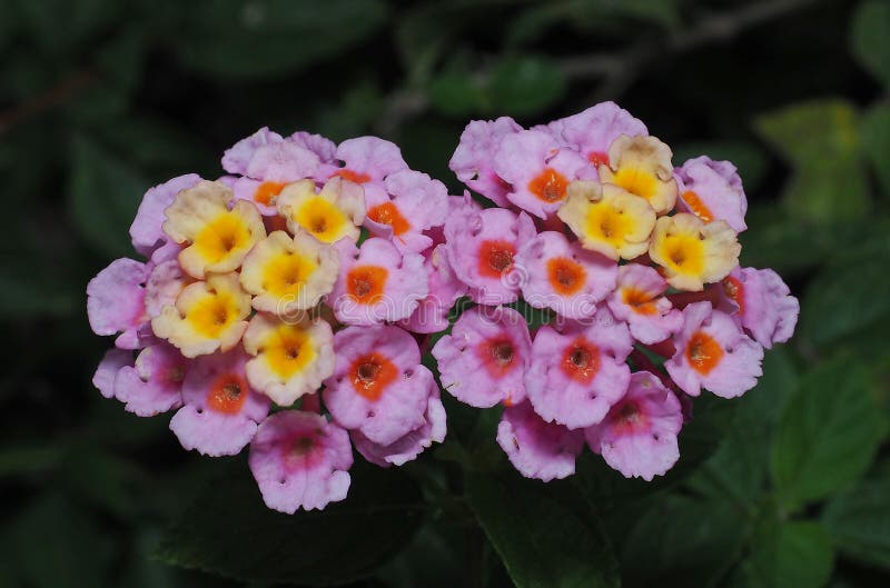 Bunga Cameron Highland stock image. Image of hoghland - 219948257