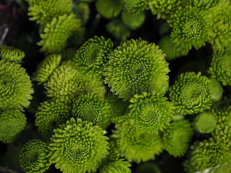 Bunga Cameron Highland stock photo. Image of branch - 219948326