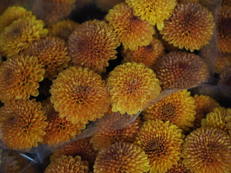 Bunga Cameron Highland stock image. Image of produce - 219948351