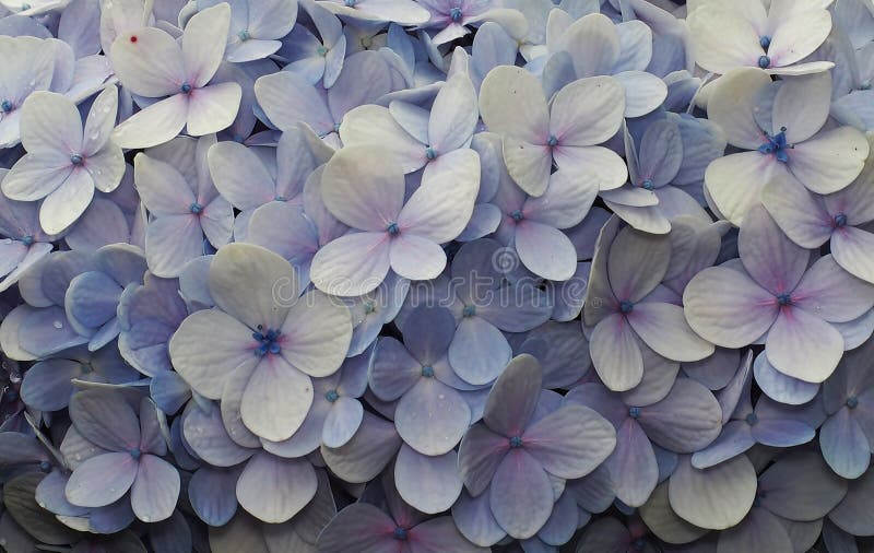 Bunga Cameron Highland stock photo. Image of nature - 219944720