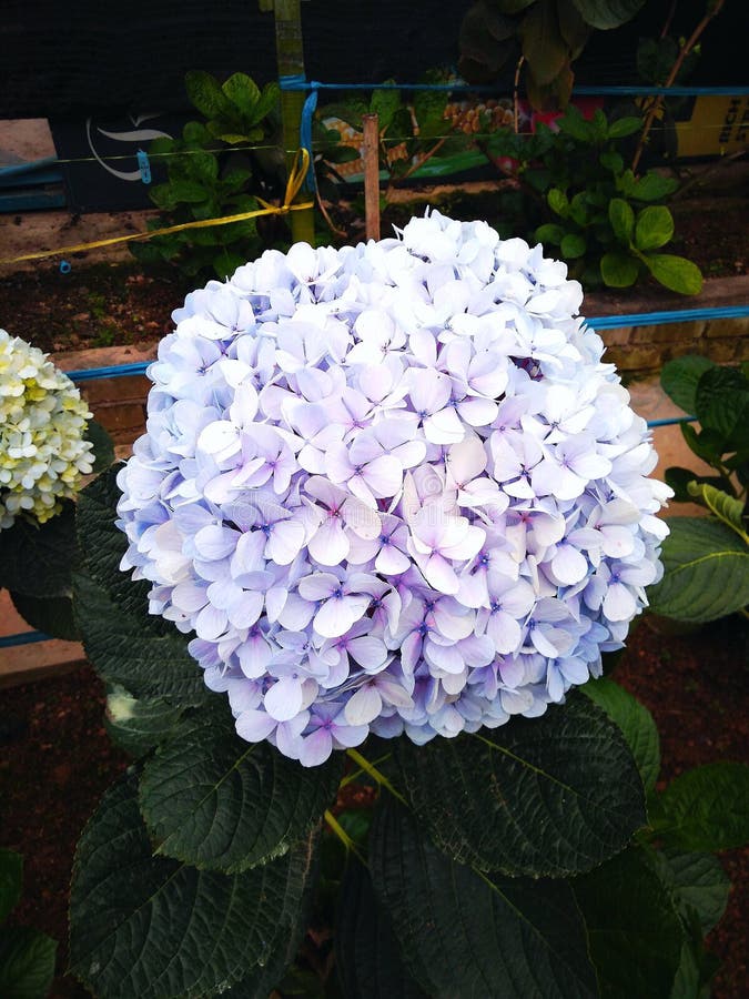 Bunga stock image. Image of cameronhighland, flower - 139070027