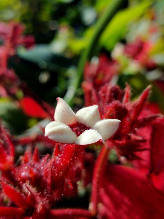 Meridian Flower stock photo. Image of leaf, autumn, fruit - 222527228