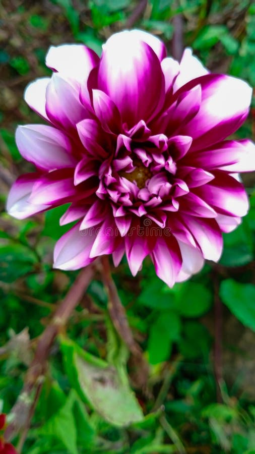 Bunga dahlia stock photo. Image of dahlia, nature, garden - 208034272