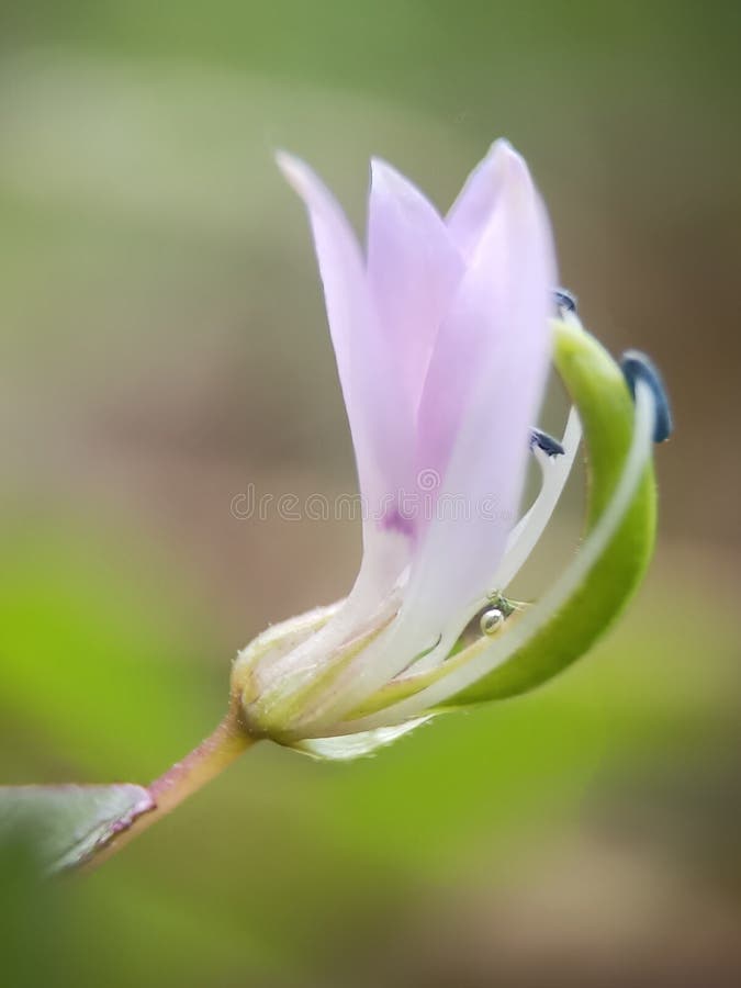 Bunga di tepi jurang stock image. Image of yellow, flower - 230550109