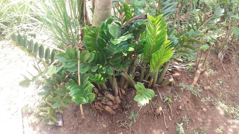 Bunga dollar stock photo. Image of fish, leaf, garden - 203932502