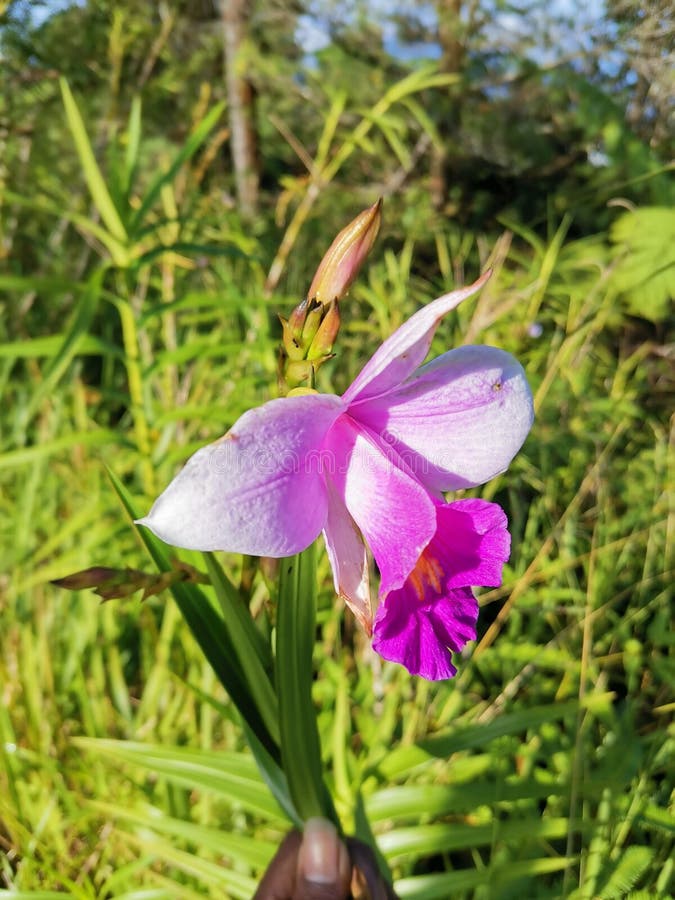 Bunga Cantik Yang Berwarna Merah Mudas Foto de Stock - Imagem de ...