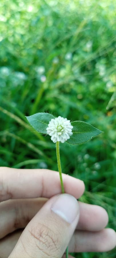 Bunga stock image. Image of plant, shrub, leaf, vegetable - 257509987