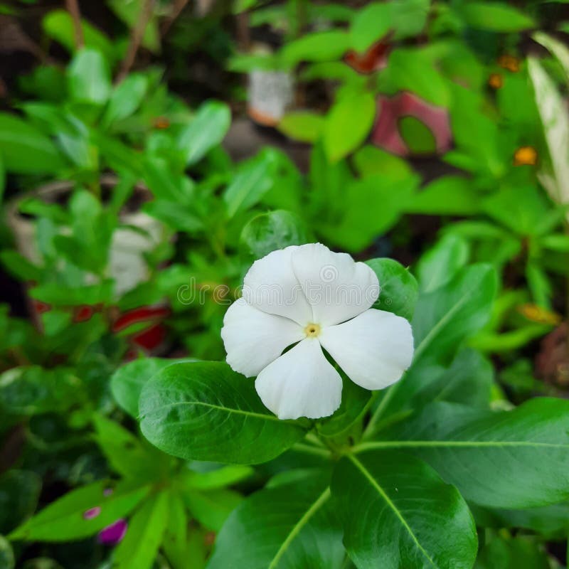 Bunga stock photo. Image of garden, tree, kembang, white - 226264636