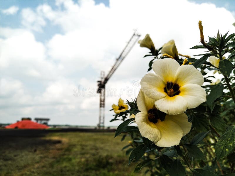 Bunga Flowers Mekar Garden Sunny Crane Stock Image - Image of mekar ...