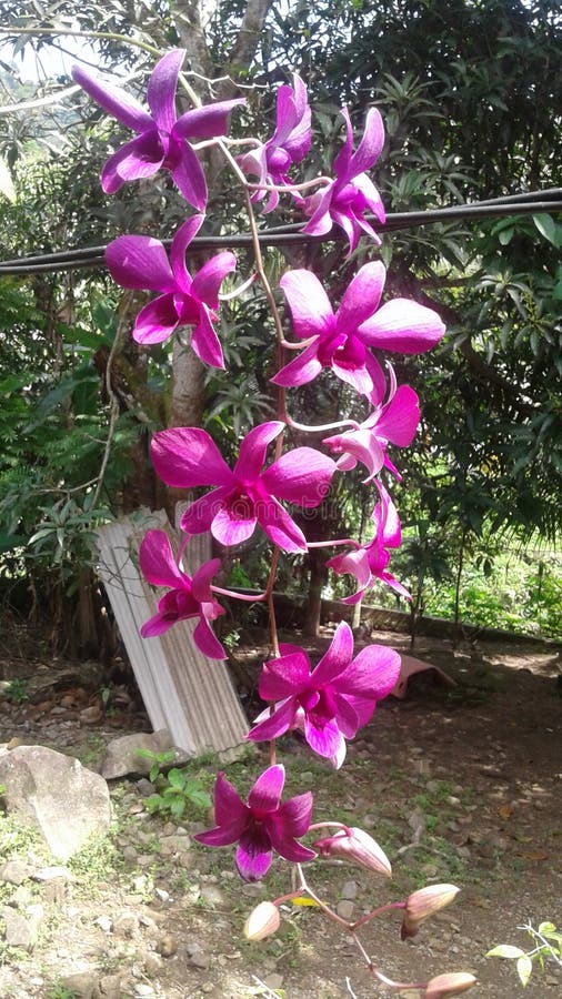 Bunga stock photo. Image of anggrek, bunga, merah, indonesia - 87880666