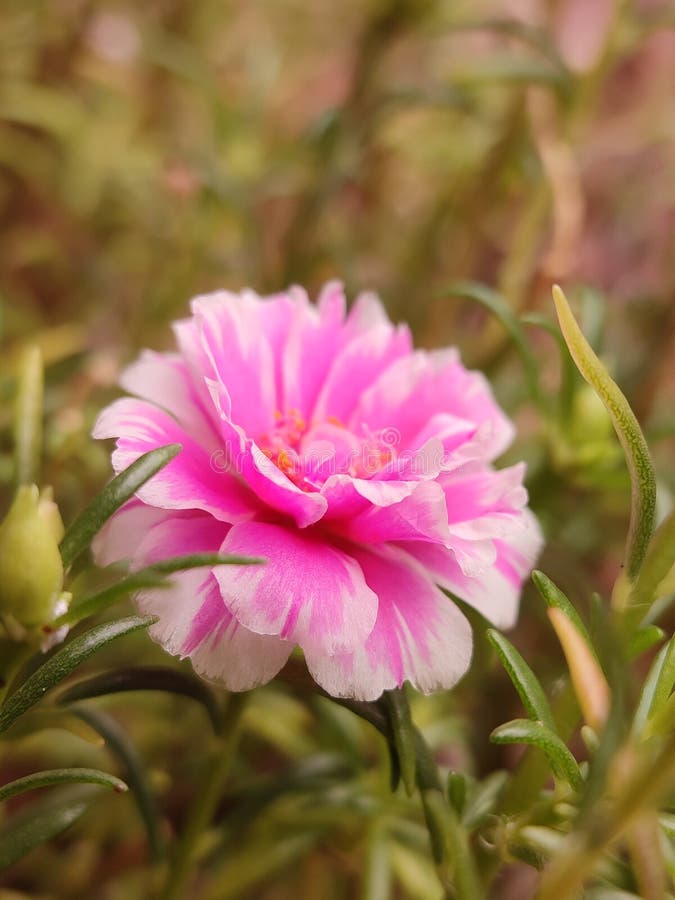 Bunga Jam Sembilan stock photo. Image of pink, sembilan - 250524560