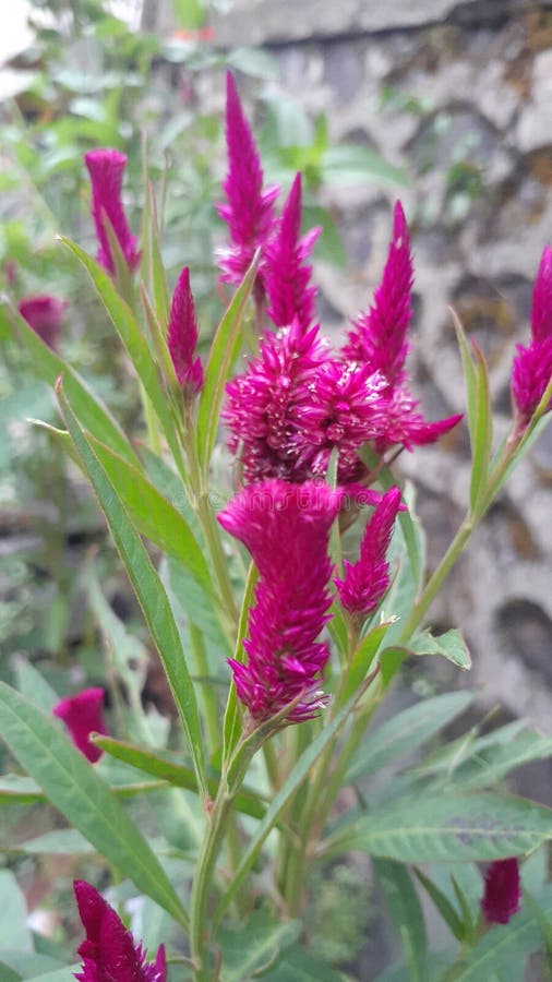 Bunga Jengger Stock Photos - Free & Royalty-Free Stock Photos from ...