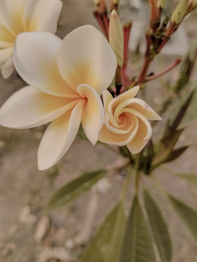 Bunga Kemboja or Known As Plumeria in Scientific Name in Yellow Colour ...