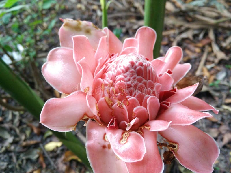 Bunga Kantan стоковое изображение. изображение насчитывающей сад ...