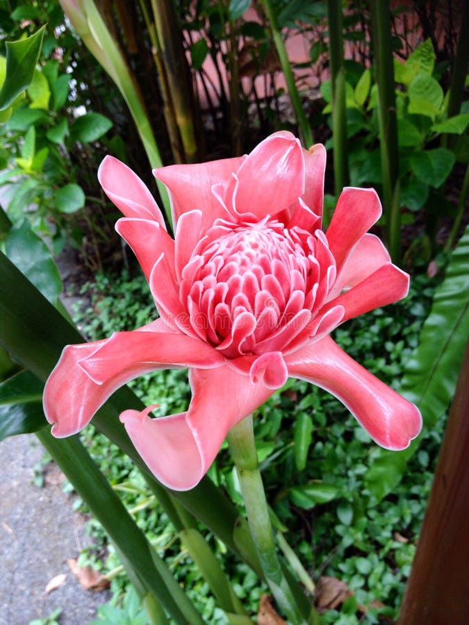 Bunga Kantan Etlingera Elatior Alias Stockfoto - Bild von alias ...