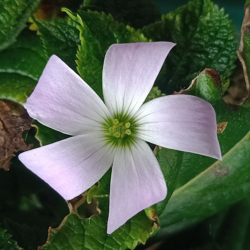 Bunga kelopak putih stock image. Image of putih, kelopak - 250958611