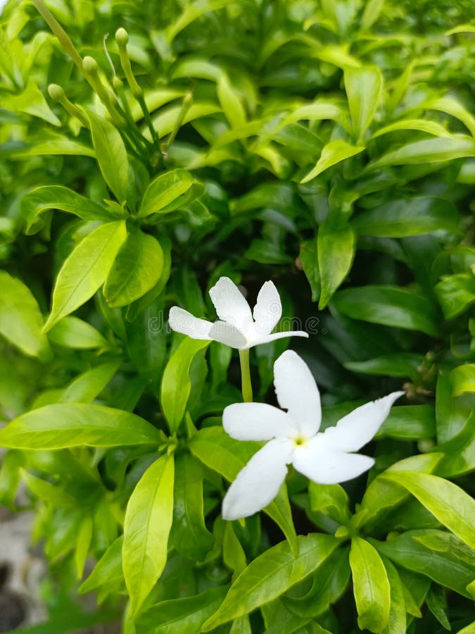 Bunga Kemuning Stock Photos - Free & Royalty-Free Stock Photos from ...