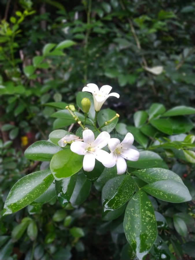 Bunga Kemuning Stock Photos - Free & Royalty-Free Stock Photos from ...