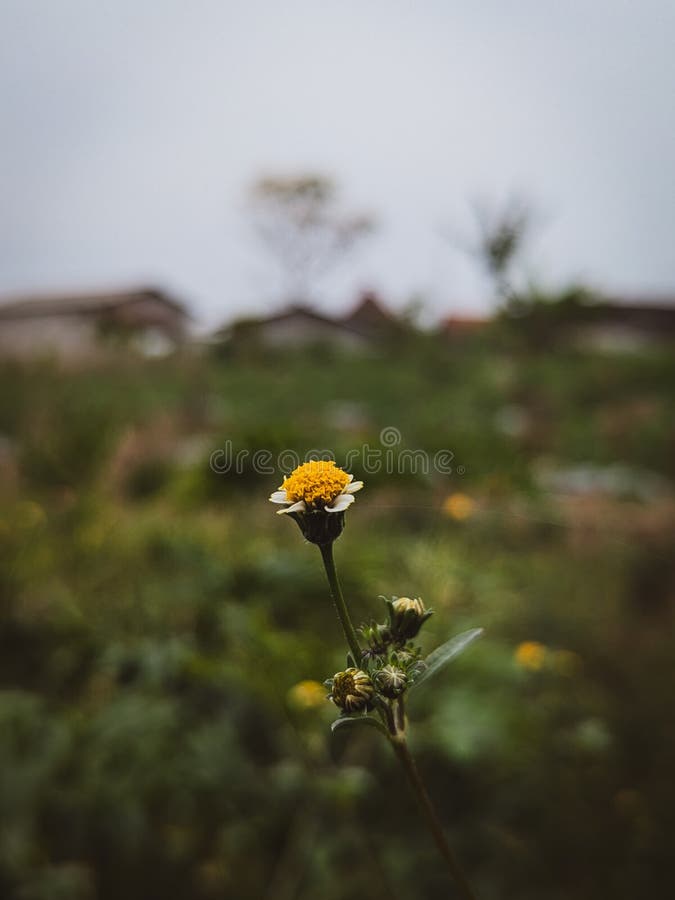 Bunga Ketul Stock Photos - Free & Royalty-Free Stock Photos from Dreamstime