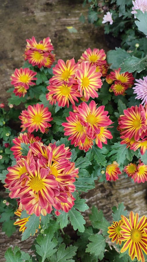 Bunga krisan cantik stock photo. Image of krisan, bouquet - 276031678