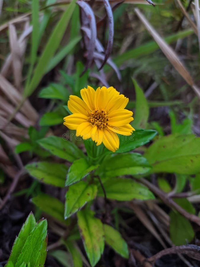 Bunga Kuning yang Cantik stock photo. Image of kuning - 227813874