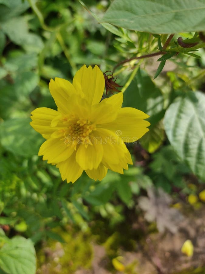 2,347 Bunga Yellow Flower Stock Photos - Free & Royalty-Free Stock ...