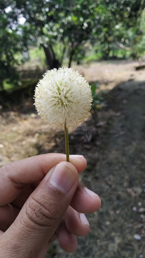 Bunga lamtoro gung stock photo. Image of kenanga, bunga - 179805542