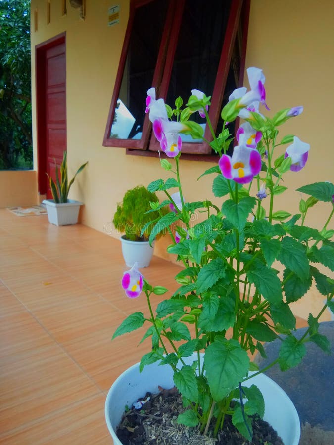 Bunga leaves fall threw in stock photo. Image of fall - 219137374