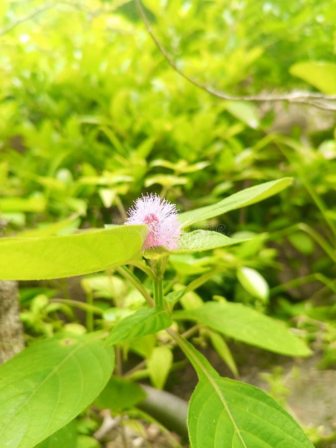 Bunga liar stock image. Image of shrub, prairie, produce - 356076127